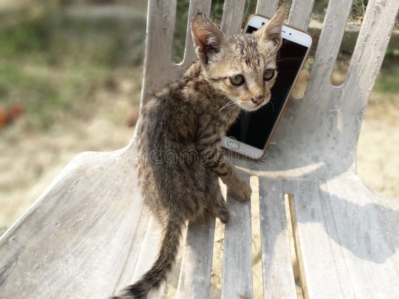 Cat capture phone stock image. Image of looking, capture - 170789975