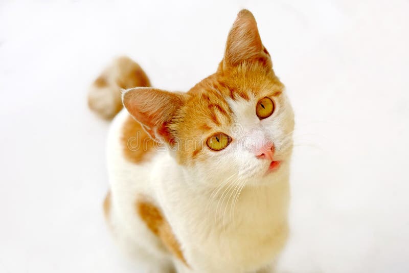 Cat Captured Bottom Stock Photos - Free & Royalty-Free Stock Photos ...