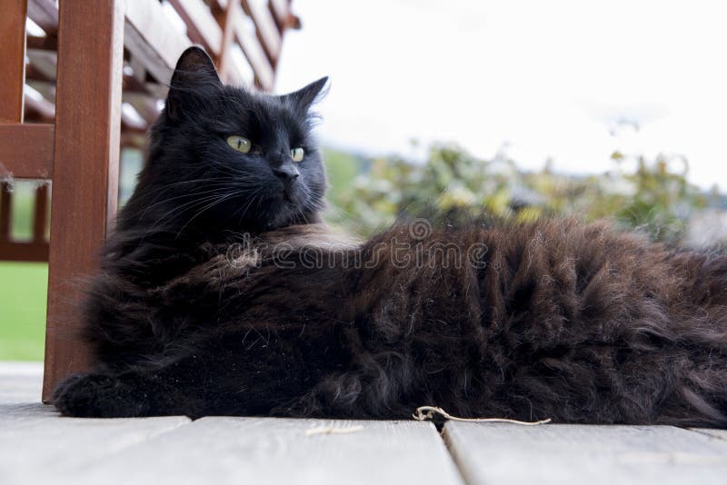 Cat stock photo. Image of athe, animallovers, colors - 88883142