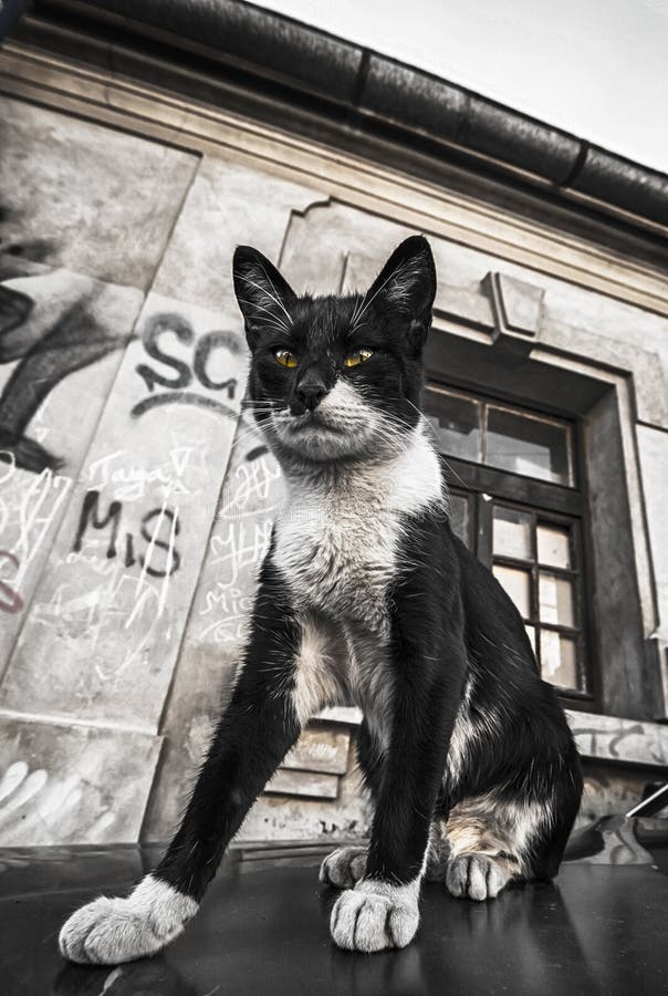 Cat on the Car and Street Graffiti on Old Wall Grunge Effect Editorial ...