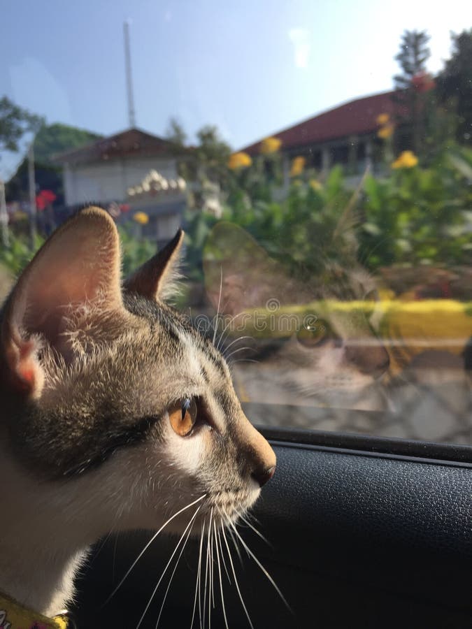 Cat in the car trip stock photo. Image of street, trip - 219018396