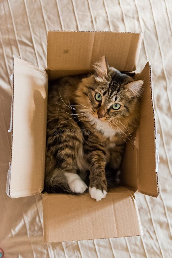 Cat in a cardboard box stock photo. Image of cute, open - 128359192