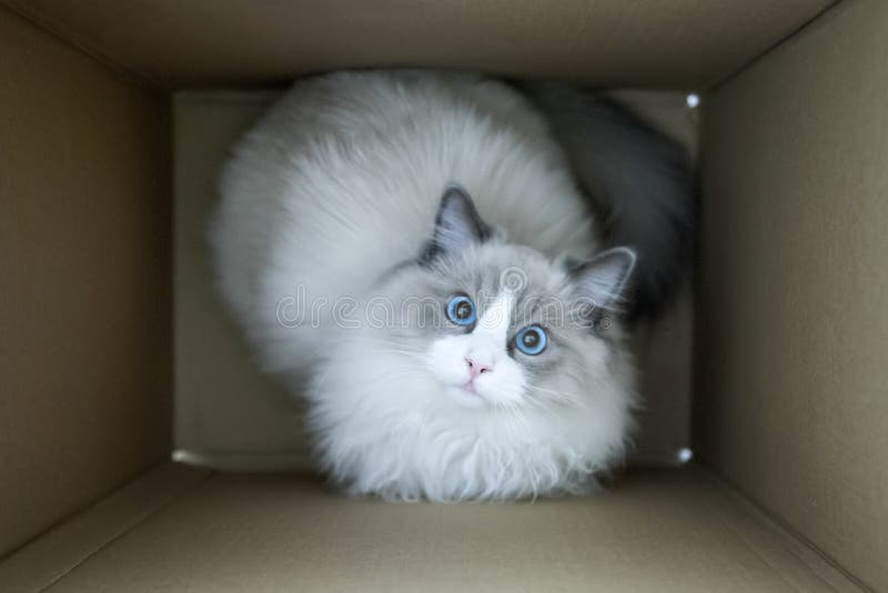 Ragdoll Cat Cardboard Box Stock Photos - Free & Royalty-Free Stock ...