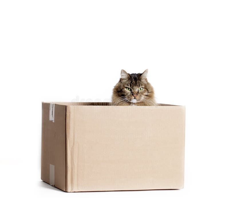Cat in Cardboard Box stock photo. Image of gould, white - 84820622