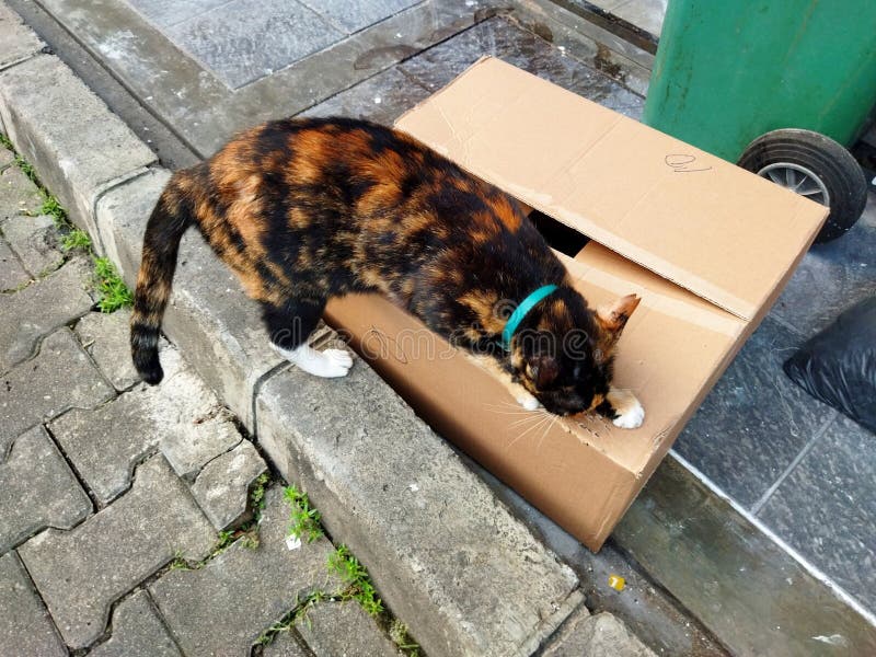 Cat and Cardboard in the Trash. Stock Image - Image of food, poster ...