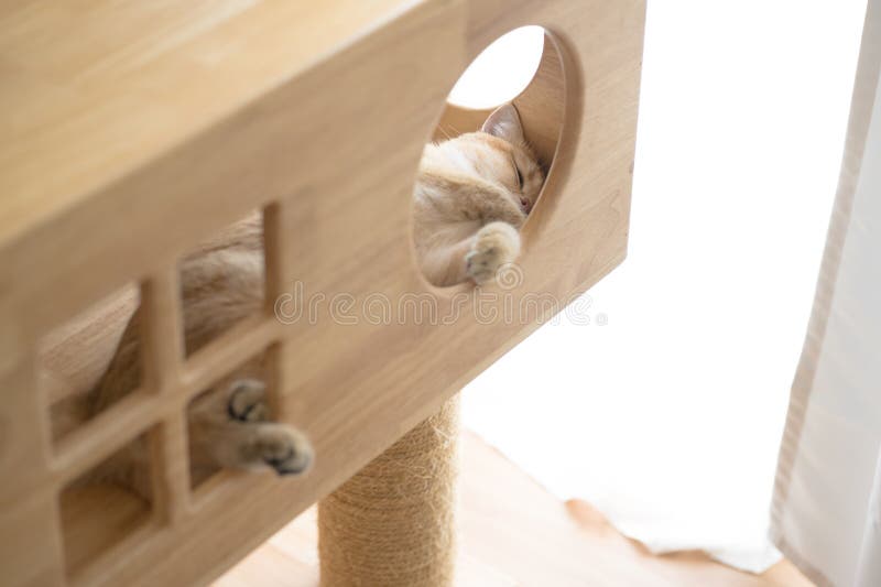 Cat Care Concept with British Cat Sleep in Cat House Stock Image ...
