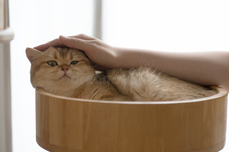 Cat Care Concept with Gold British Cat during Play with Owner Finger ...