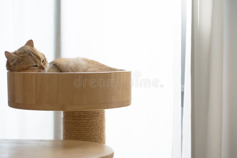 Cat Care Concept with Gold British Cat during Sleep Stock Image - Image ...