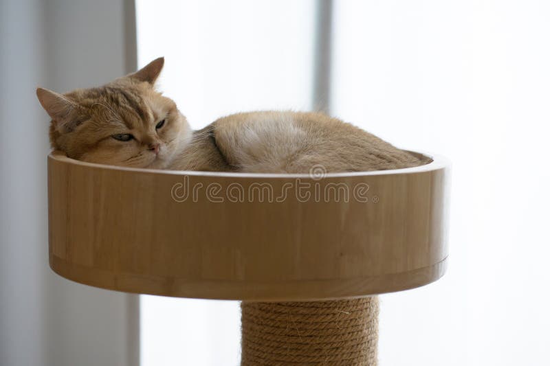 Cat Care Concept with Gold British Cat during Sleep Stock Photo - Image ...