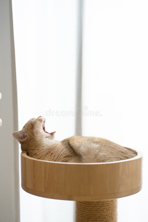 Cat Care Concept with Gold British Cat during Sleep Stock Image - Image ...