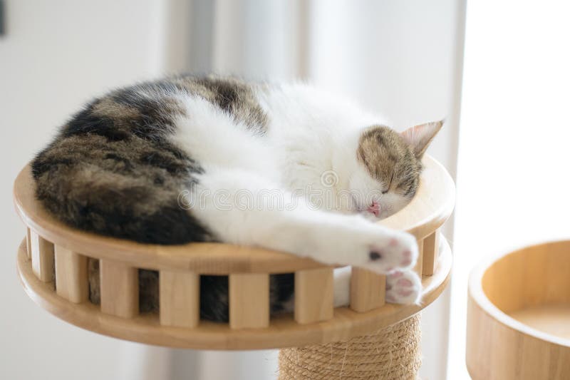 Cat Care Concept with Scottish Cat Sleep in Cat House Stock Photo ...