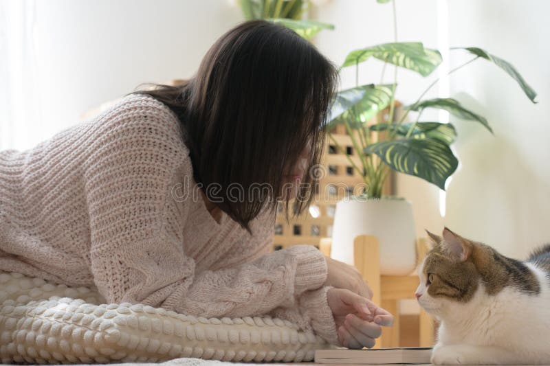 Cat Care Concept with Scottish Tabby Cat during Play with Owner Finger ...