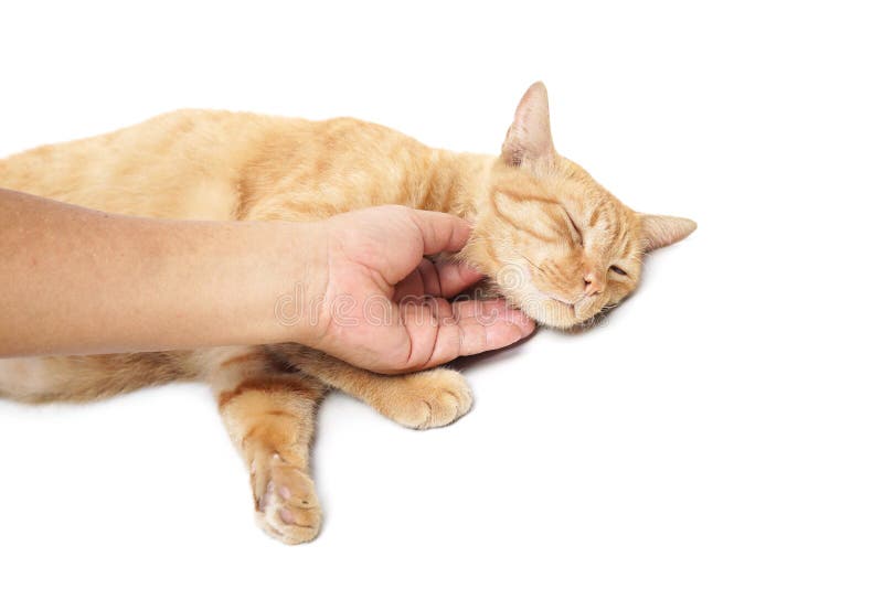 Cat care stock image. Image of animal, soothe, hand, scratch - 79076345