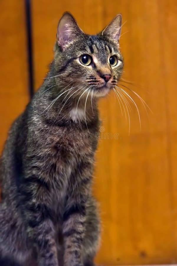Cat with a careful look stock photo. Image of fluffy - 155675844