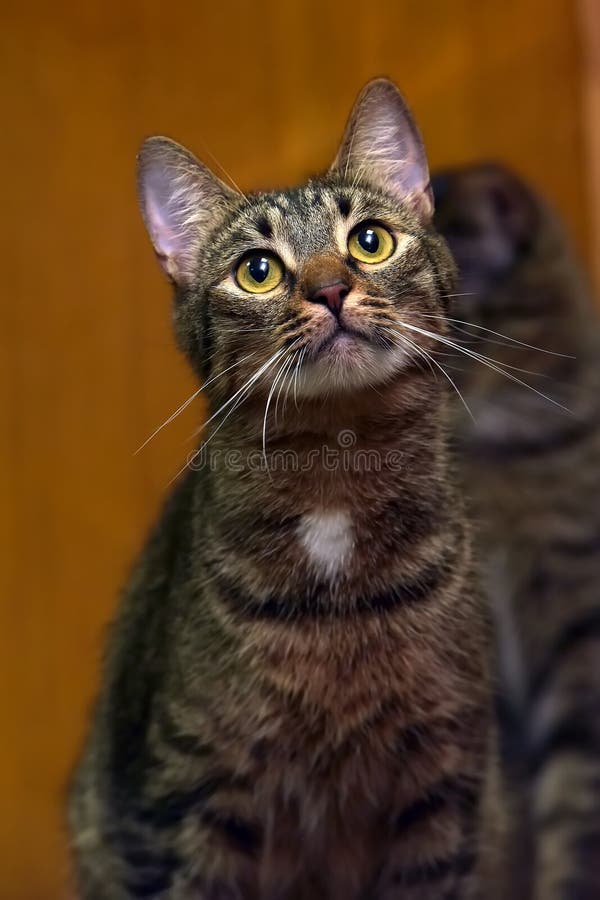 Cat with a careful look stock image. Image of fluffy - 155675783