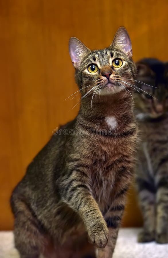 Cat with a careful look stock photo. Image of looking - 155675816