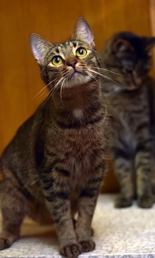 Cat with a careful look stock photo. Image of eyes, domestic - 155675818