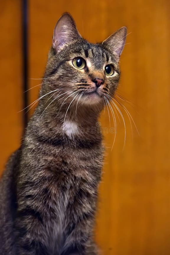 Cat with a careful look stock photo. Image of face, feline - 155675826