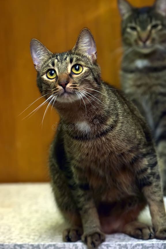 Cat with a careful look stock photo. Image of fluffy - 155675844