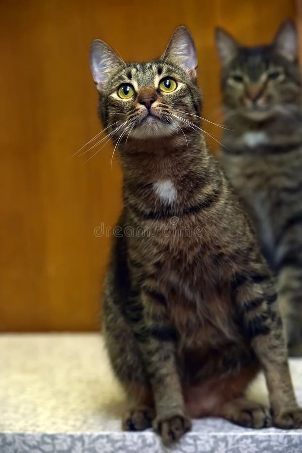 Cat with a careful look stock photo. Image of eyes, furry - 155675880