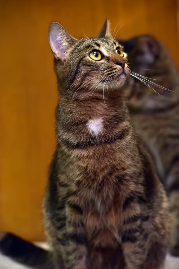 Cat with a careful look stock image. Image of beautiful - 155675881