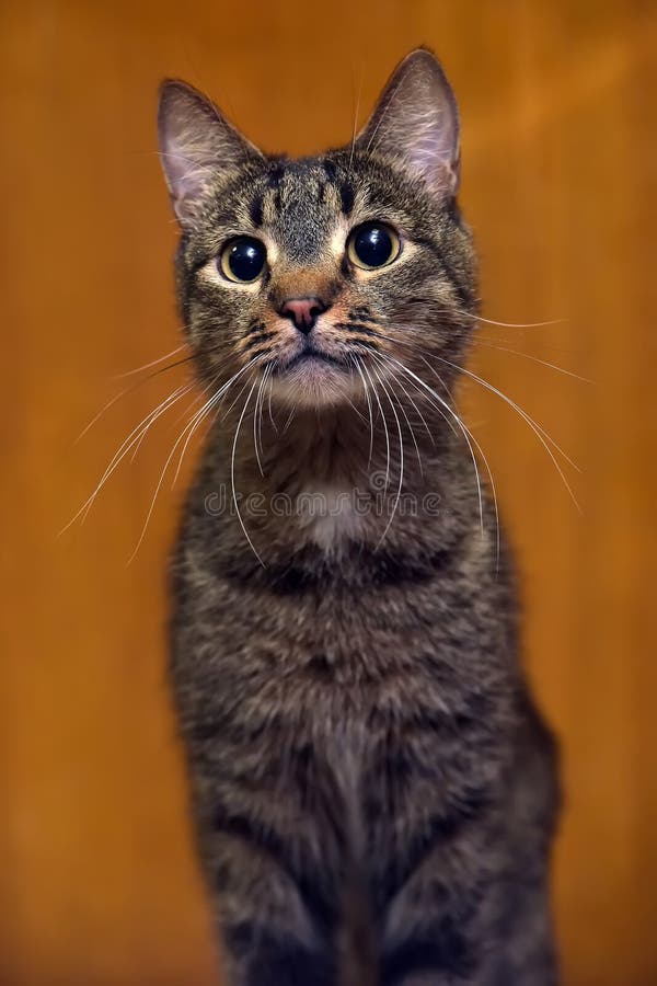 Cat with a careful look stock photo. Image of cute, approaching - 155675890