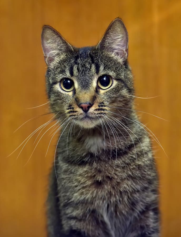 Cat with a careful look stock photo. Image of nature - 155675746