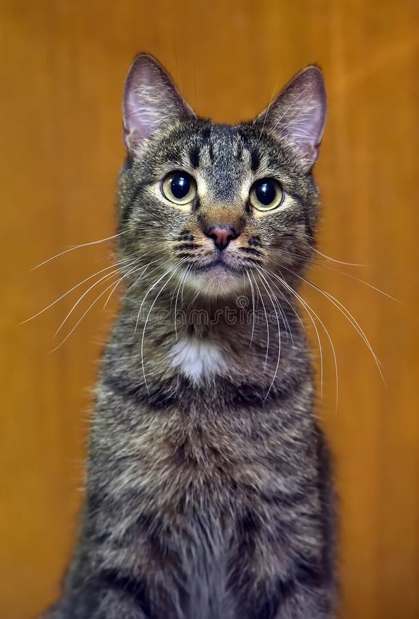 Cat with a careful look stock image. Image of nature - 155675895