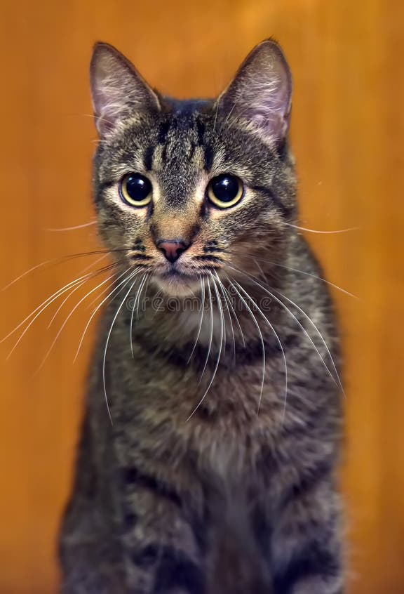 Cat with a careful look stock photo. Image of creature - 155675906