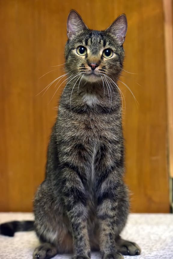 Cat with a careful look stock image. Image of coming - 155675907