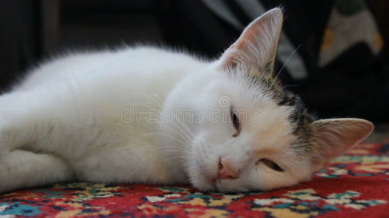 Cat clapping paws stock video. Video of food, looking - 40531415