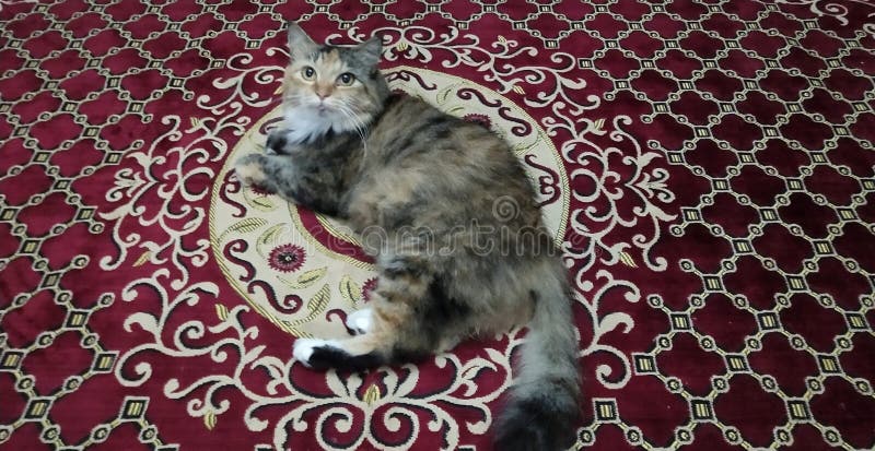 Cat and carpets stock image. Image of carpets, animal - 374860127