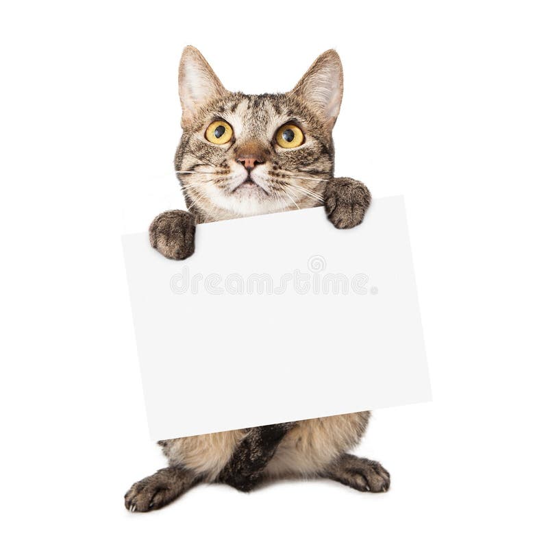 Free Cat Sign
