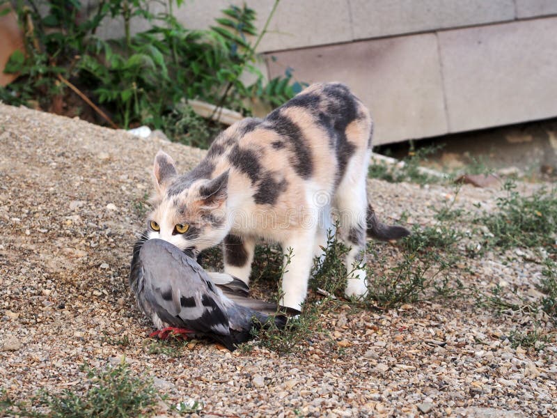 Cat Carrying the Dead Bird in Mouth on Ground Stock Image - Image of ...
