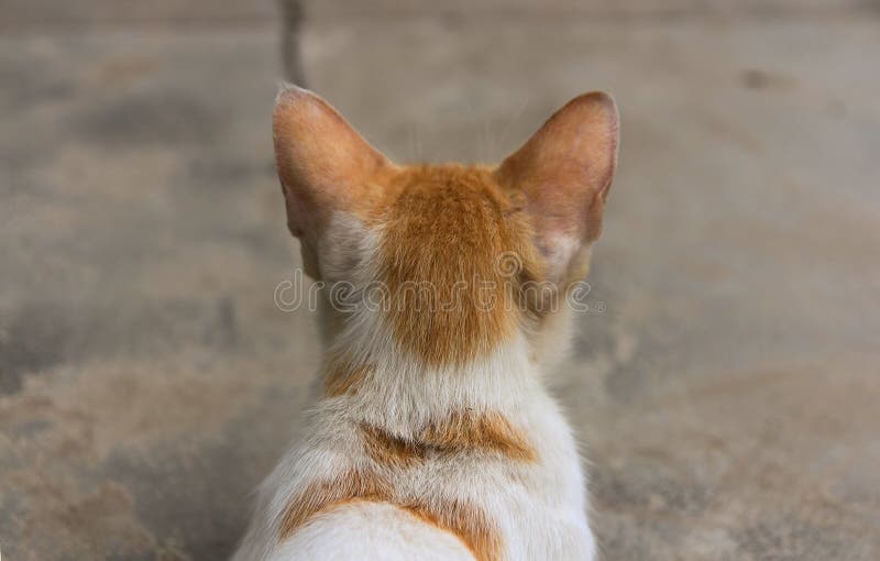 Cat Back View Stock Photos - Download 2,286 Royalty Free Photos