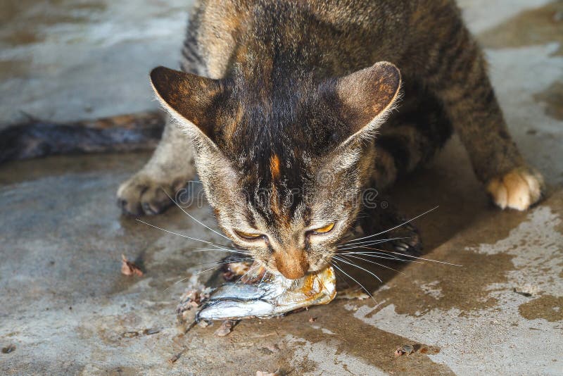 Cat ,Cat eat fish. stock image. Image of mammal, cats - 92167891