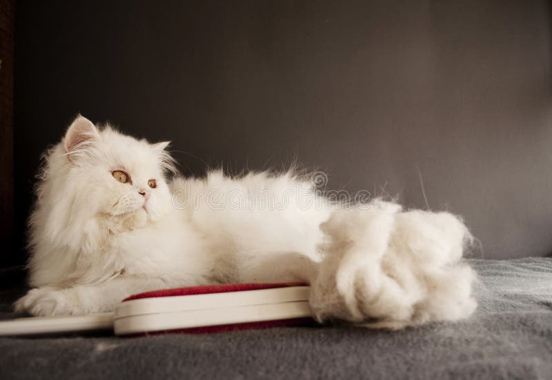 Cat and cat hair stock photo. Image of chore, blanket - 39371256