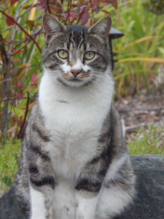 Cat Cat Kat Kitty stock photo. Image of kitty, tiger - 109257422