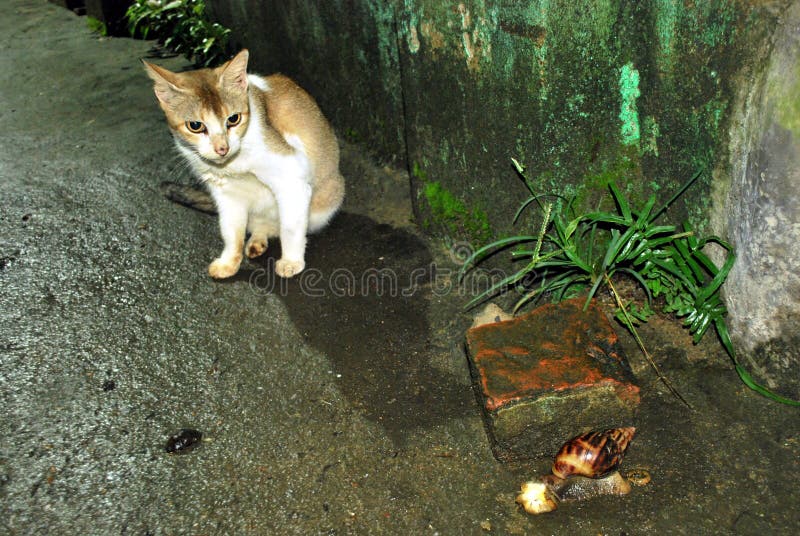 Cat is Washing Her Leg . Crazy To Look . Stock Image - Image of ...