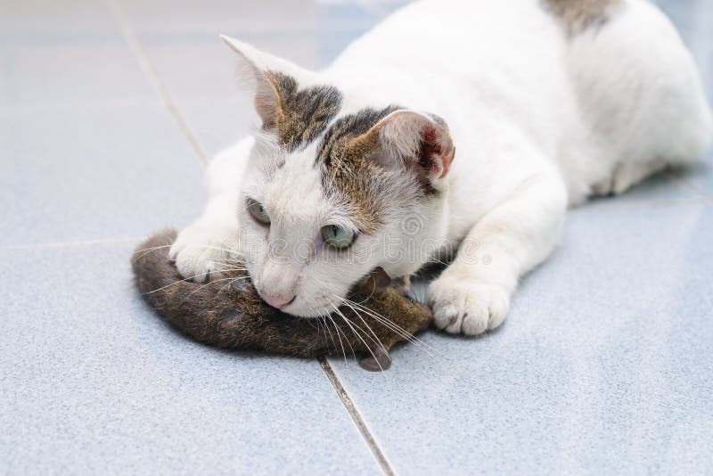 Cat Catch and Bite Mouse, Rat Stock Photo - Image of cute, meal: 54035304