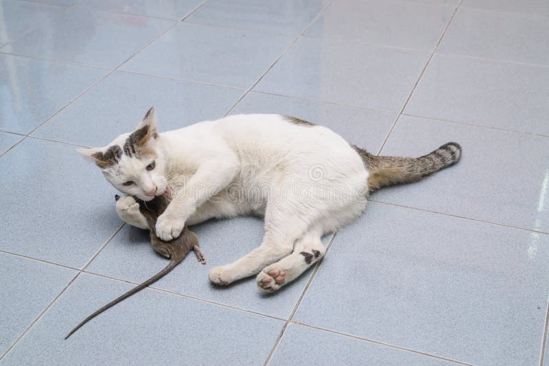 Cat Catch and Bite Mouse, Rat Stock Image - Image of kitty, soft: 55006319