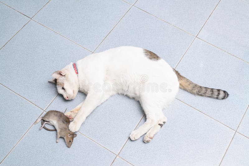 Cat Catch and Bite Mouse, Rat Stock Photo - Image of ears, cute: 55007784