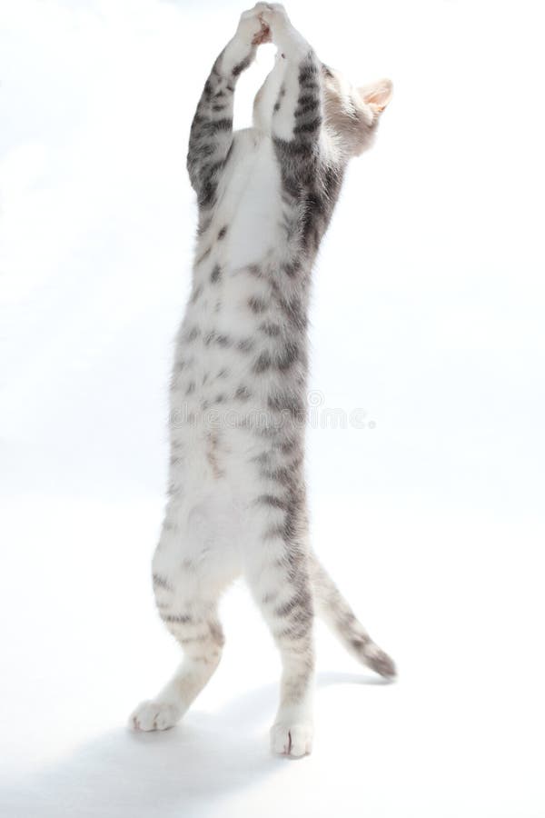 Black cat on hind legs stock image. Image of stand, whiskers - 1554713