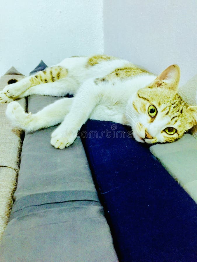 Cat cate best photos see stock photo. Image of cate - 274745610