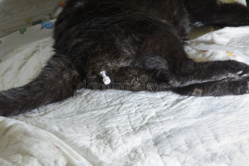 Cat with Catheter in Urethra and Bladder. Catheter Valve Closed. Stock ...