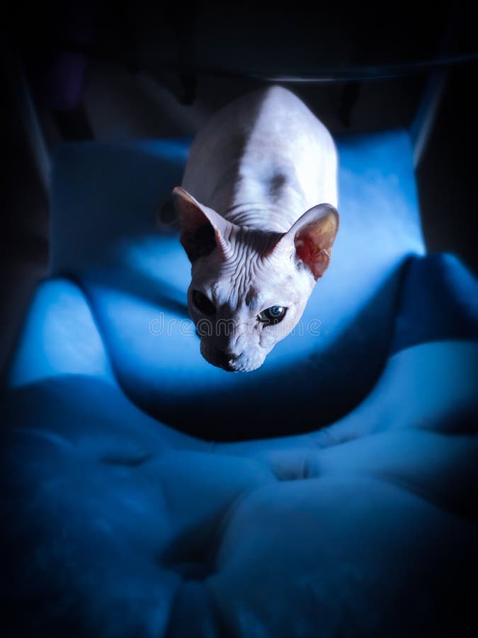 Cat Cats Animal Animals Mistyc Natures Stock Photo - Image of mistyc ...