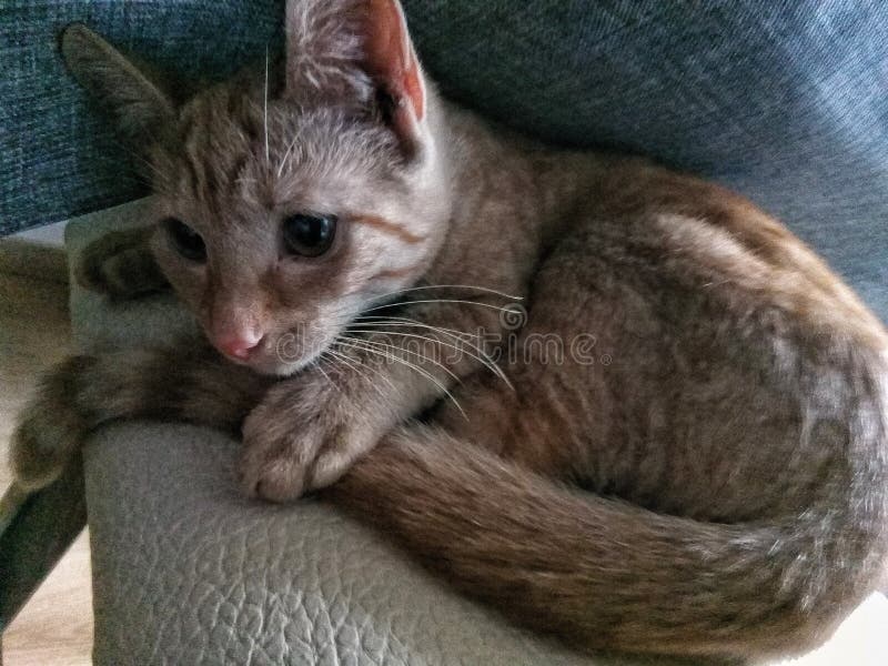 Cat stock photo. Image of curious, animals, cats, kitten - 100412080