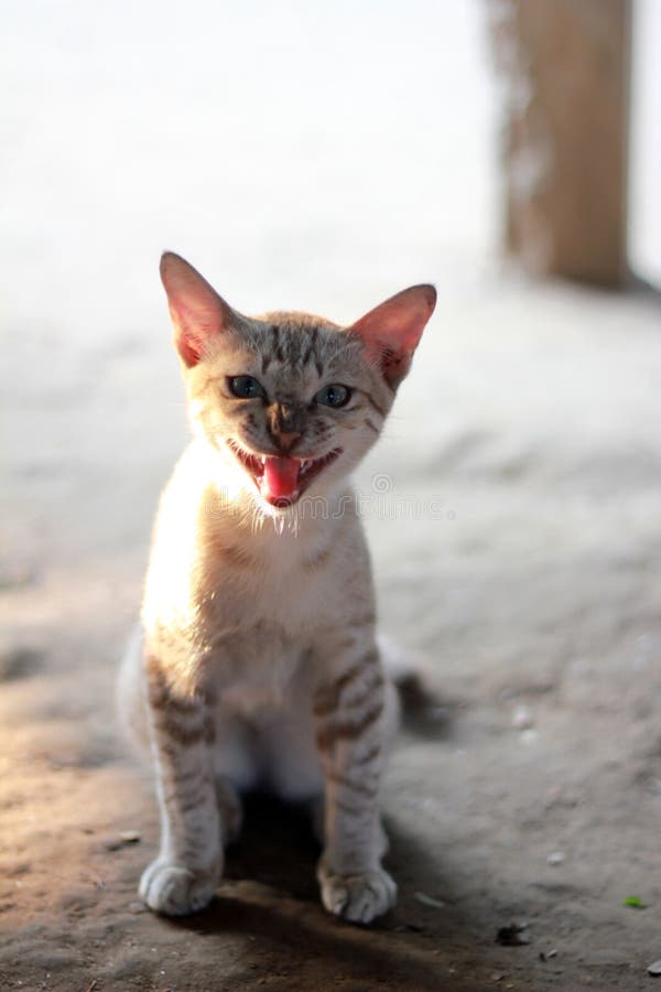 Orange tabby cat screaming stock image. Image of small - 941041