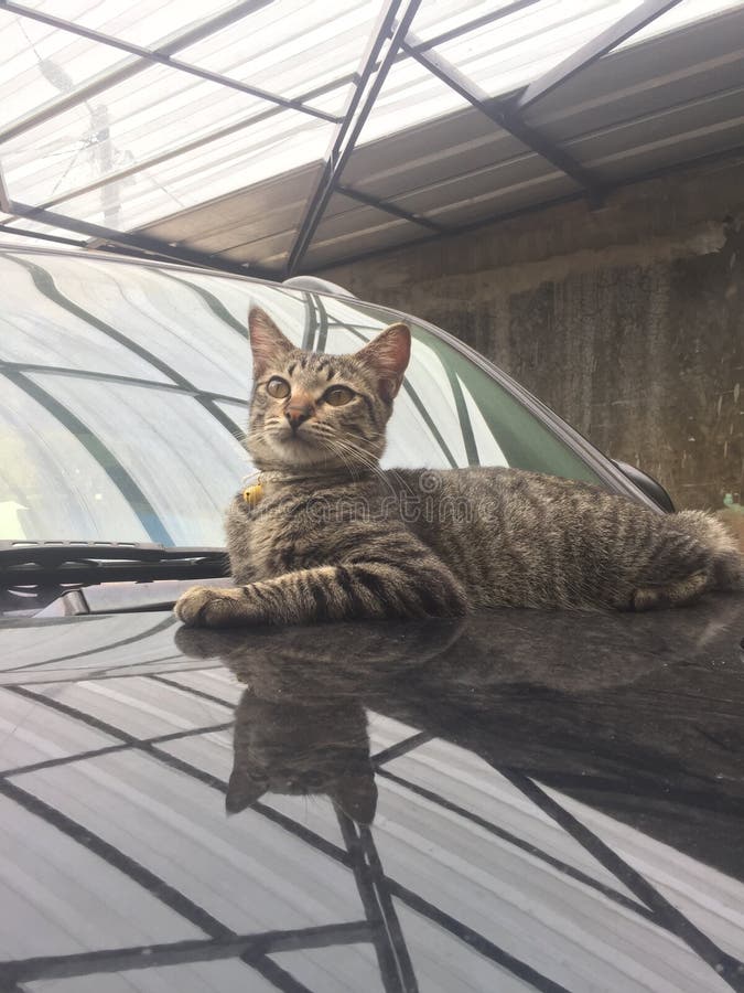 Cat stock photo. Image of hood, cats - 210519054