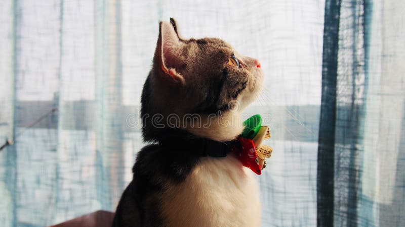 Cat stock photo. Image of looking, hope, cats - 106716472